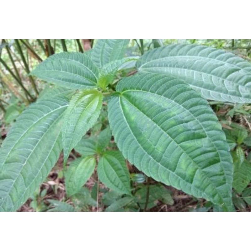 Jual Daun Pohpohan lalap sunda segar 100 gram | Shopee Indonesia