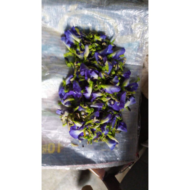 Jual Bunga Telang Kering kemasan 10 gr | Shopee Indonesia