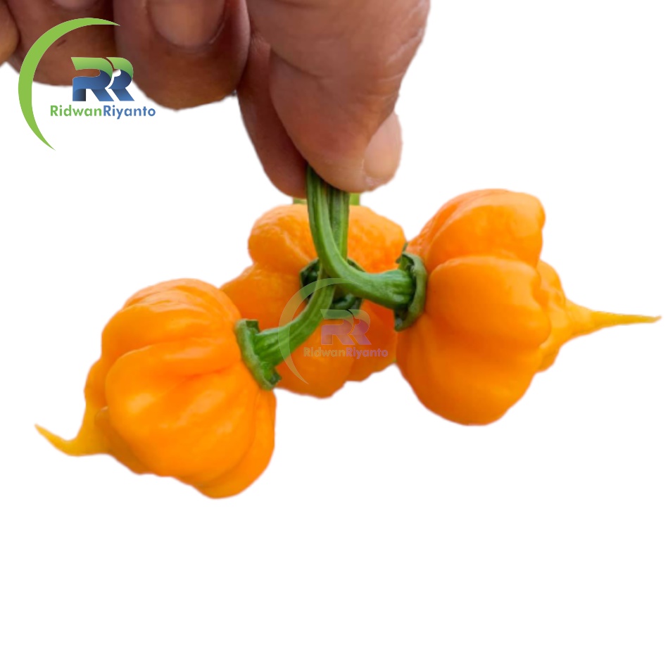 Jual BUAH Cabai CAROLINA REAPER YELLOW Cabe Terpedas Nomor 1 di Dunia ...