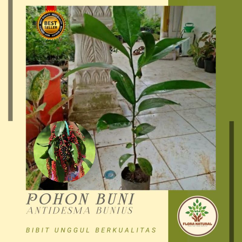 Jual Bibit tanaman buah buni/huni pohon buni/huni | Shopee Indonesia