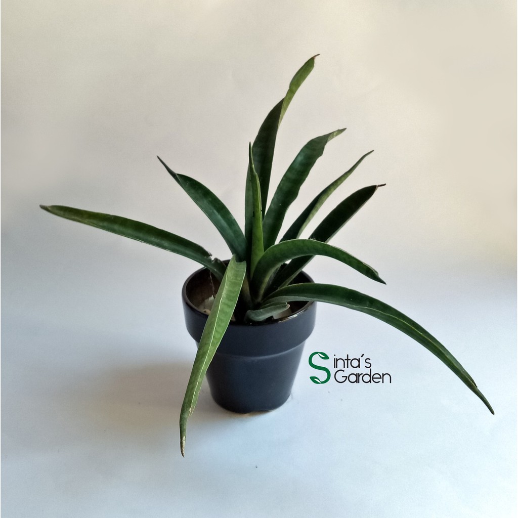 Jual Tanaman Sansevieria Javanica (Beli bunga bonus bunga) | Shopee ...
