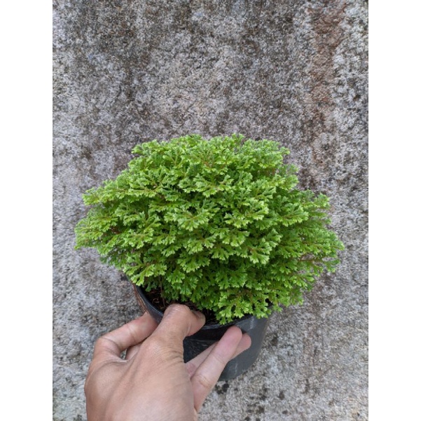 Jual Rumput Papua Tanaman Hias Hidup | Shopee Indonesia