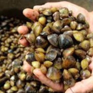 Jual kerang remis Harga Terbaik & Termurah Juli 2024 | Shopee Indonesia