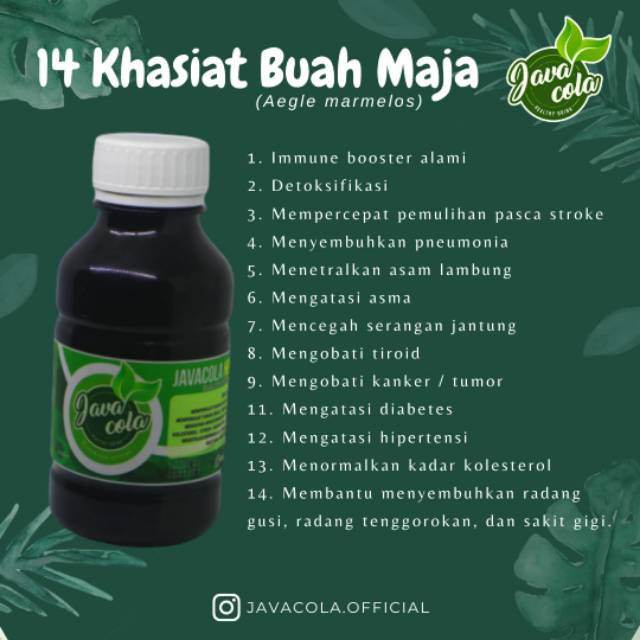 Jual JAVA COLA (BUAH MAJA) | Shopee Indonesia