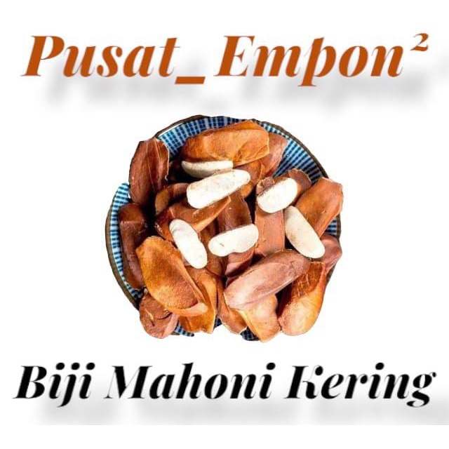 Jual Biji benih bibit mahoni kering 200 gram biji mahoni kering ...