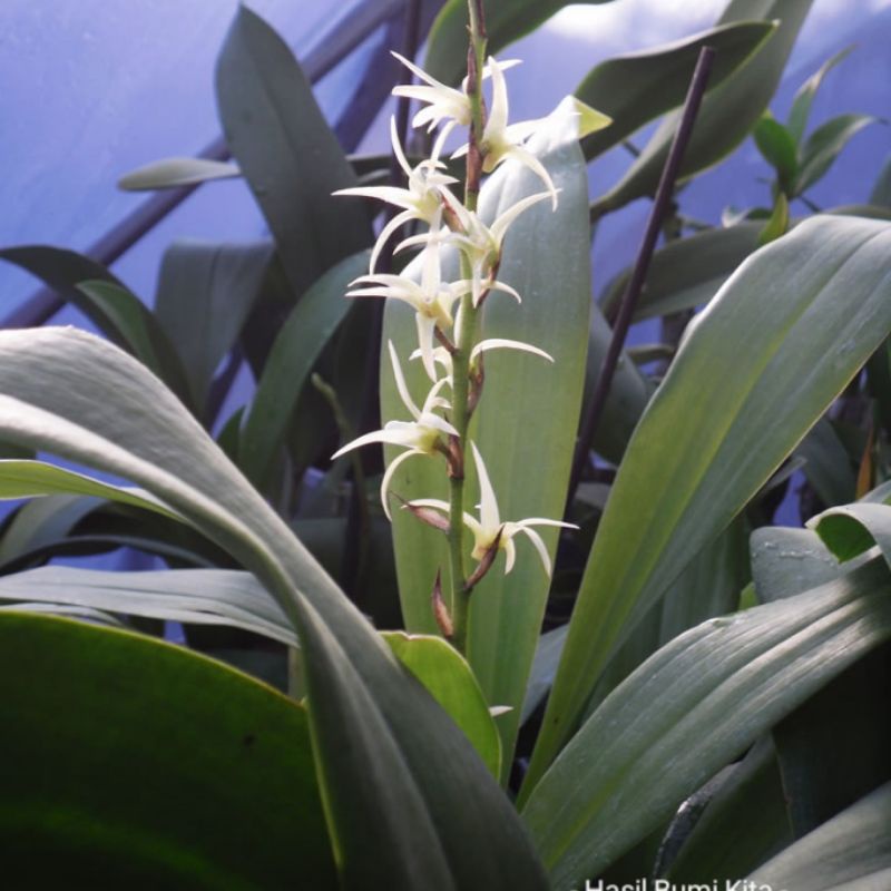 Anggrek Hutan Sumatera - Perumperindo.co.id