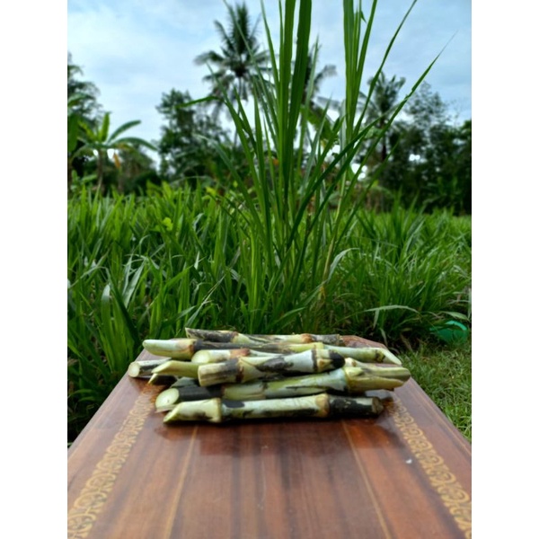 Jual Bibit Rumput Napier Pakchong Murah 1kg | Shopee Indonesia