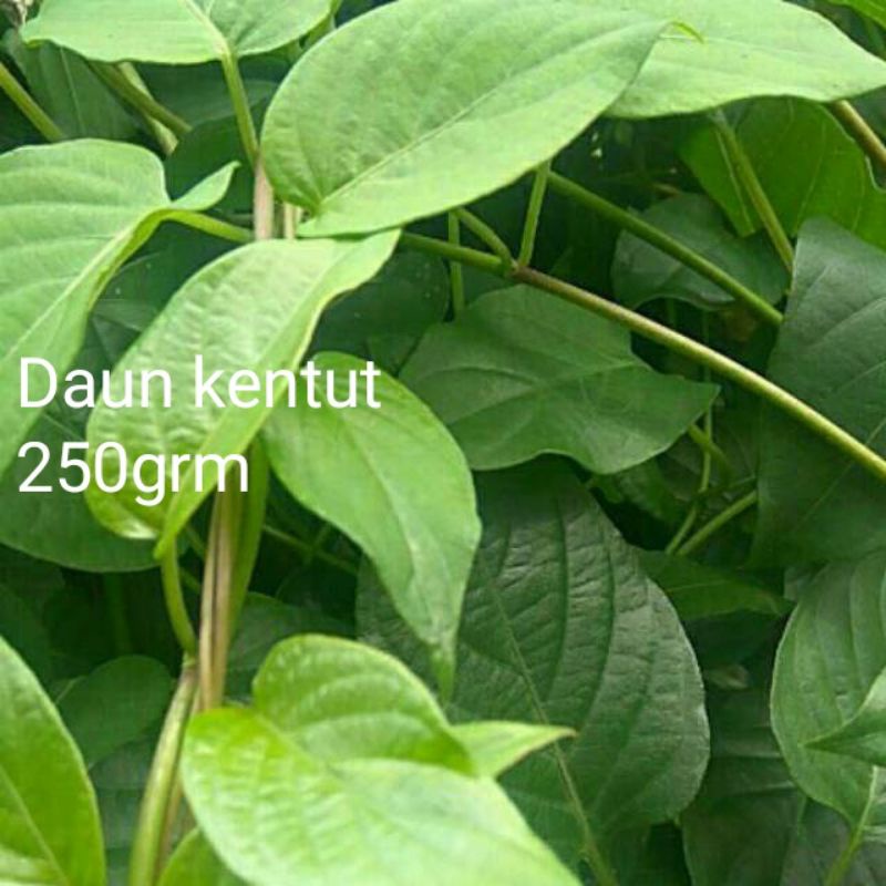 Jual Daun sembukan Daun kentut simbukan kentutan kentut entut segar ...