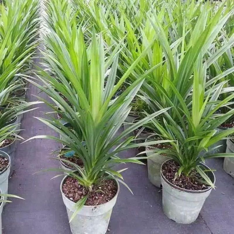 Jual Pohon pandan wangi | Shopee Indonesia