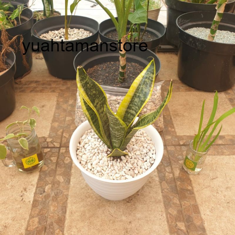 Jual Paket Pot Bunga+Coral Koral + Media + Tanaman Hias Lidah Mertua ...