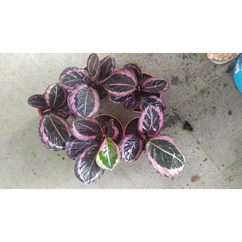 Jual Calathe pink jessy/pink jessi/princess jessy | Shopee Indonesia