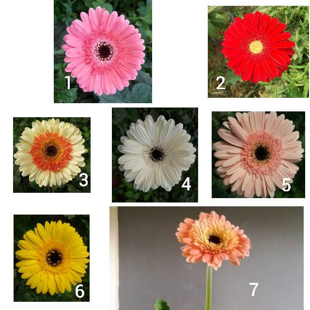 Jual Bibit Bunga Garbera Hibrid (dikirim dengan Media tanam) | Shopee ...