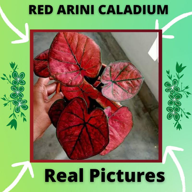 Jual TANAMAN HIAS TREND 2021 RED ARINI CALADIUM/FESTIVIA/FLAME, BANYAK ...
