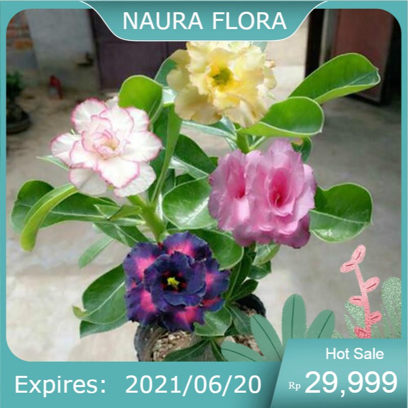 Jual Tanaman Hias Kamboja Bunga Tumpuk Pohon Adenium Kembang Hidup