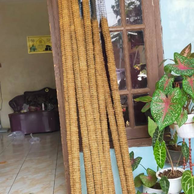 Jual Turus sabut kelapa 150cm / tiang penyangga tanaman rambat | Shopee ...