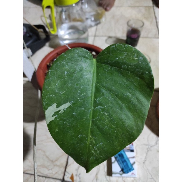 Jual monstera varigata | Shopee Indonesia