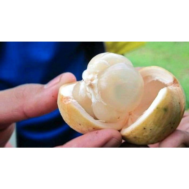 Jual Bibit Buah Duku/Dukong Super Non Biji || Cepat Berbuah | Shopee ...