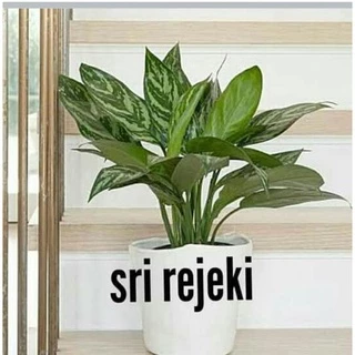 Jual Sri Rejeki Terlengkap & Harga Terbaru April 2025 | Shopee Indonesia