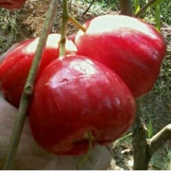 Jual JAMBU AIR RED TAIWAN | Shopee Indonesia