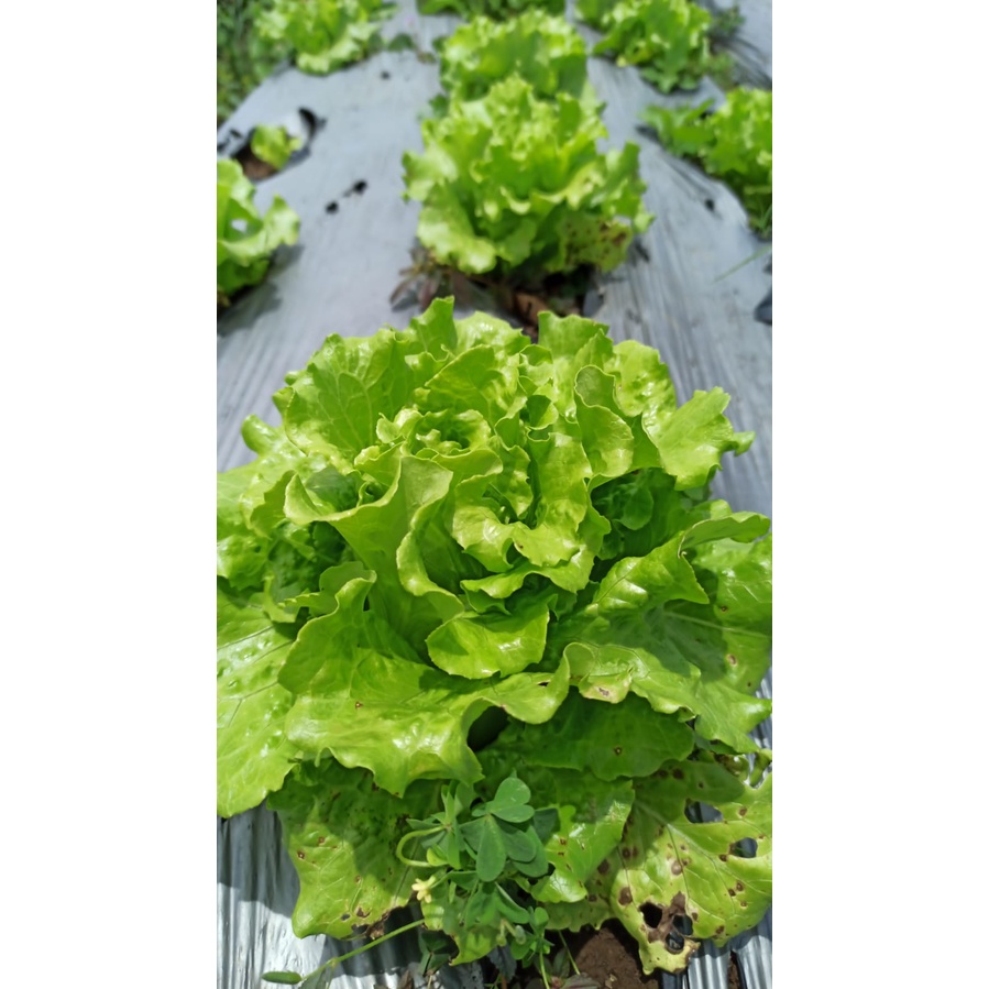 Jual SELADA KARINA SAYURAN SEGAR ORGANIK 500 GRAM | Shopee Indonesia