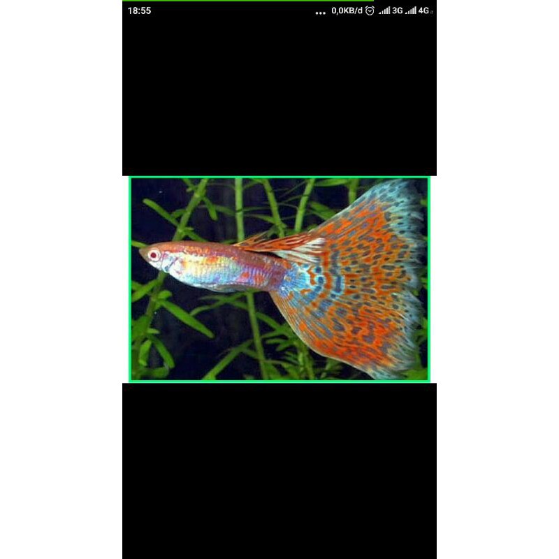 Jual guppy Triangle tail aquascape ikan hias air tawar aquarium ...