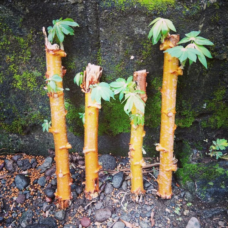 Jual Bibit unggul stek batang pohon singkong pulen - legit - singkong ...