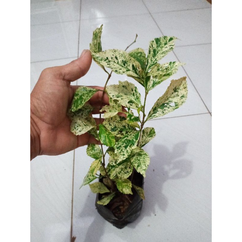 Jual Tanaman teh tehan variegata | Shopee Indonesia