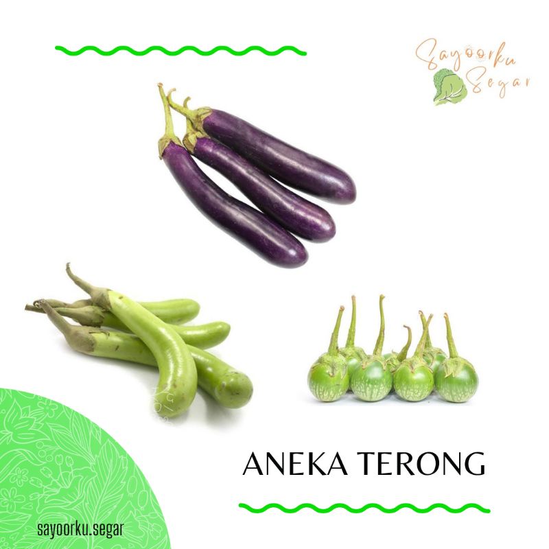 Jual KIRIM BESOK Terong Ungu / Terong Hijau / Terong Lalap / Terong ...