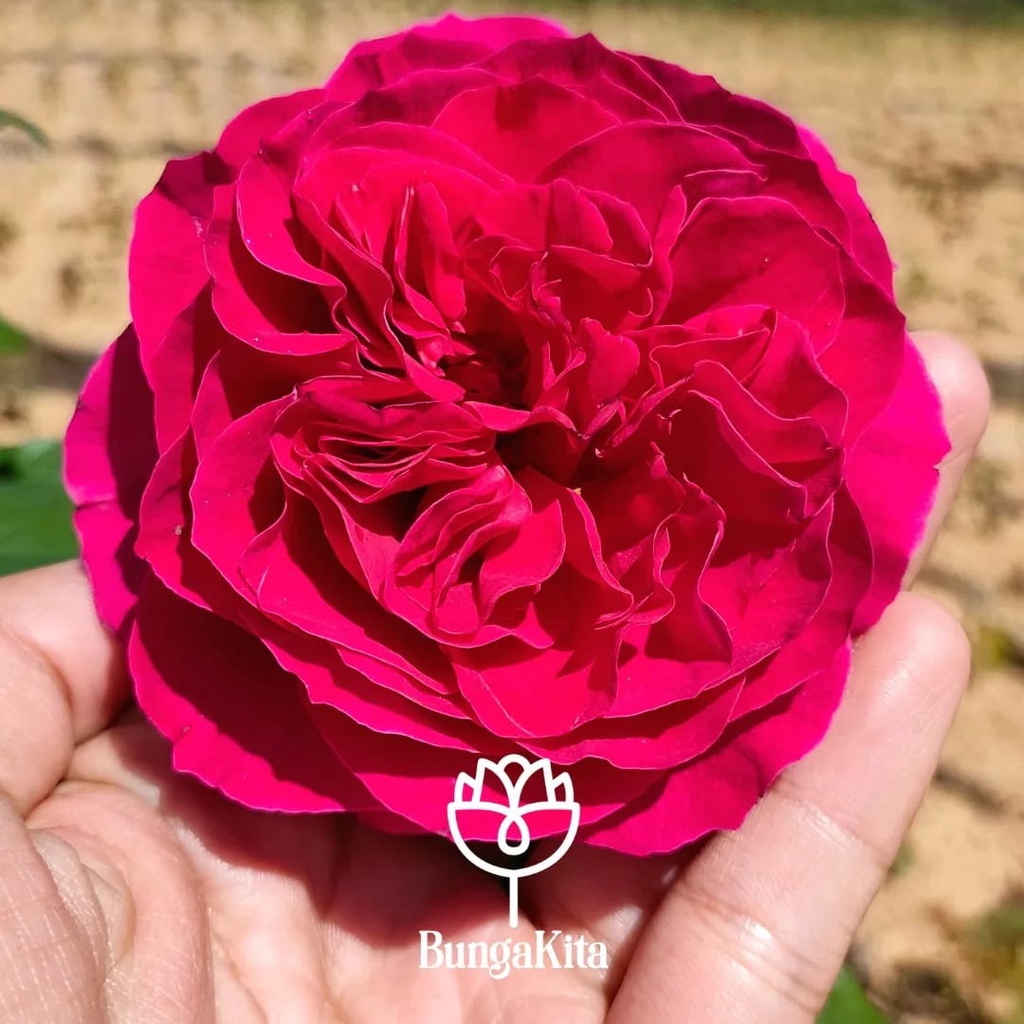 Jual Bunga Mawar Import KATE ROSE | Shopee Indonesia