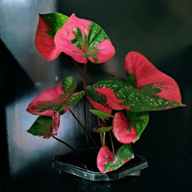 Jual Baret/ Caladium Baret/ Keladi Baret/ Bunga Caladium Baret/ Tanaman ...