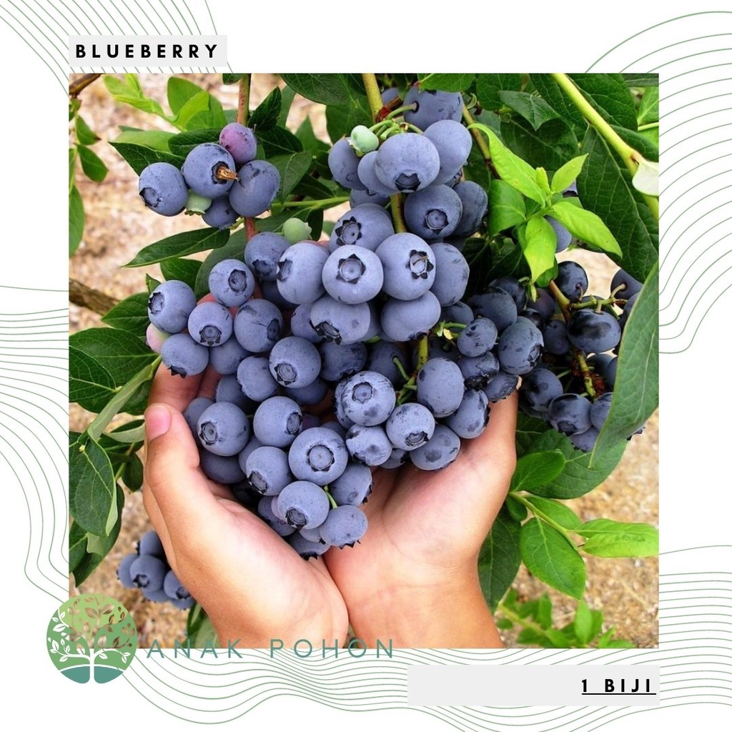 Jual Benih Bibit Biji - Buah Blueberry Bluberi Berries Fruit Seeds ...