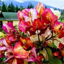 Jual Bibit Tanaman Hias Bunga Kertas Bougenville Citra India Cantik ...