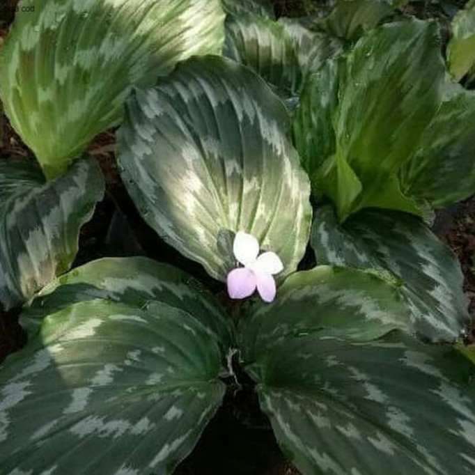 Jual pohon chalatea merak / kencur bunga - tanaman hias kalatea merak ...