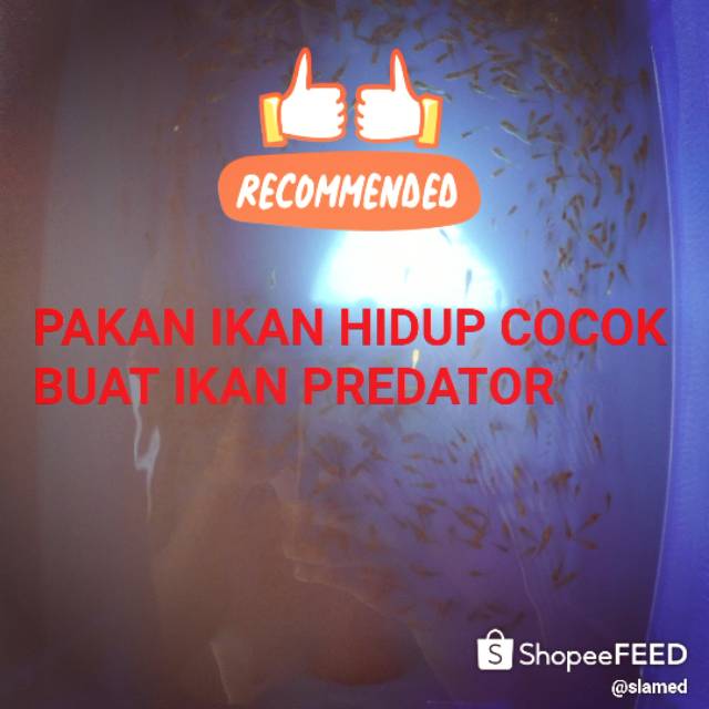 Jual PAKAN IKAN HIDUP | Shopee Indonesia