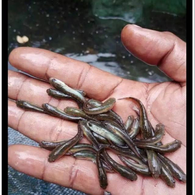 Jual Benih ikan gabus surabaya Uk. 2-3 cm | Shopee Indonesia
