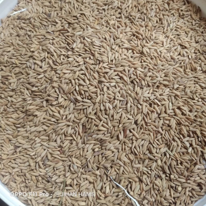 Jual gabah merah 1 kg | Shopee Indonesia