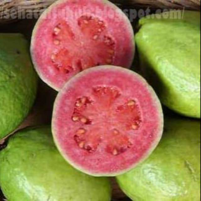 Jual Jambu biji merah | Shopee Indonesia