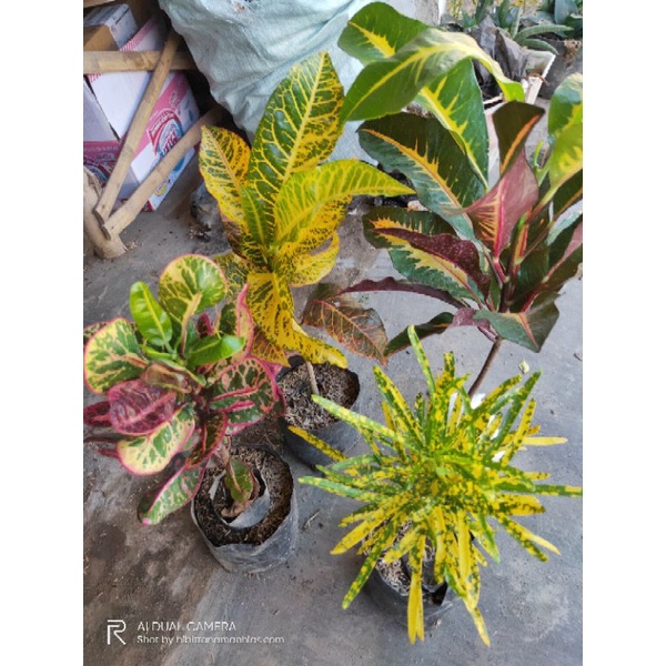 Jual paket tanaman hias puring cantik murah | Shopee Indonesia
