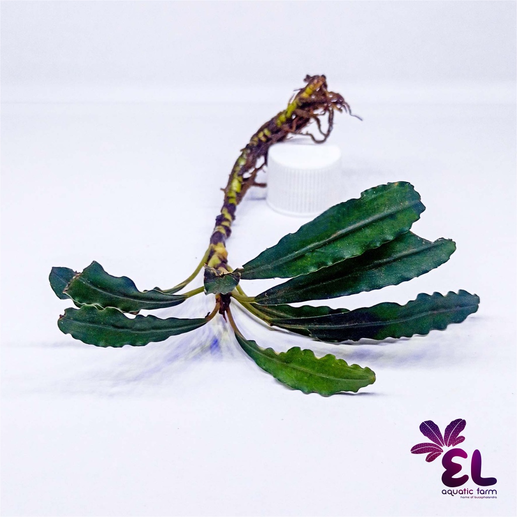 Jual Bucephalandra Palm Tree | Shopee Indonesia