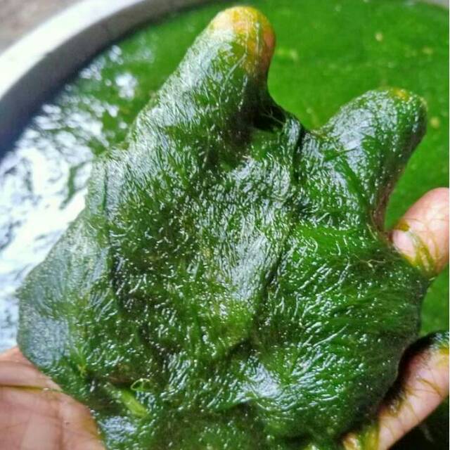 Jual Lumut pakan ikan nila lumut sutra 300 gram x3 >1kg | Shopee Indonesia
