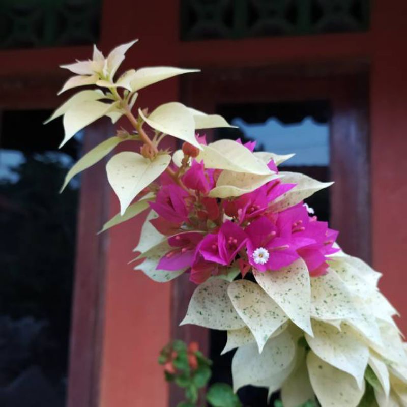 Jual Bougenville Albino Singapur Merah / Bugenvil murah | Shopee Indonesia