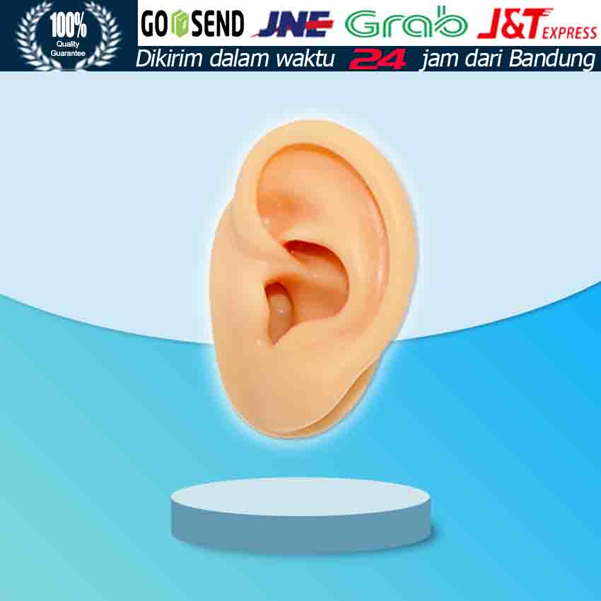 Jual Alat Bantu Mengajar Bahan Silikon Model Telinga Manusia 1: 1 Dapat ...