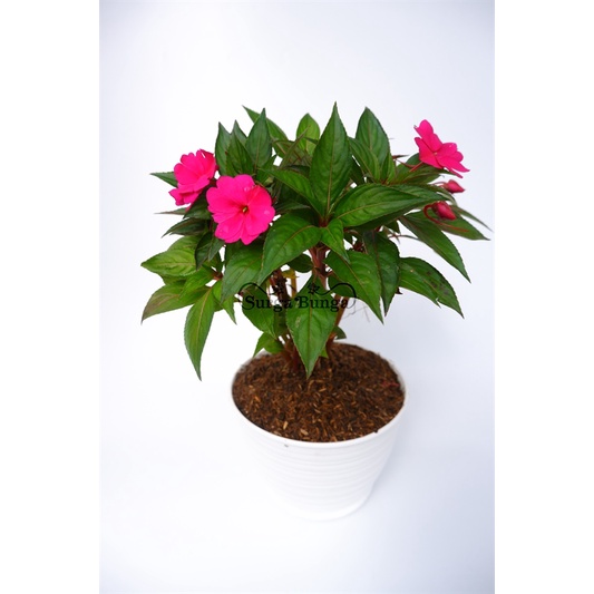 Jual Pohon Tanaman Bunga Pacar Air - Pacar Hawai Warna (Impatiens ...