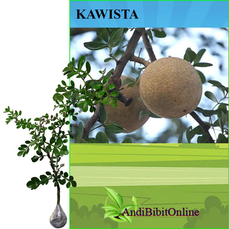 Jual Kawista (40 - 60cm) | Shopee Indonesia