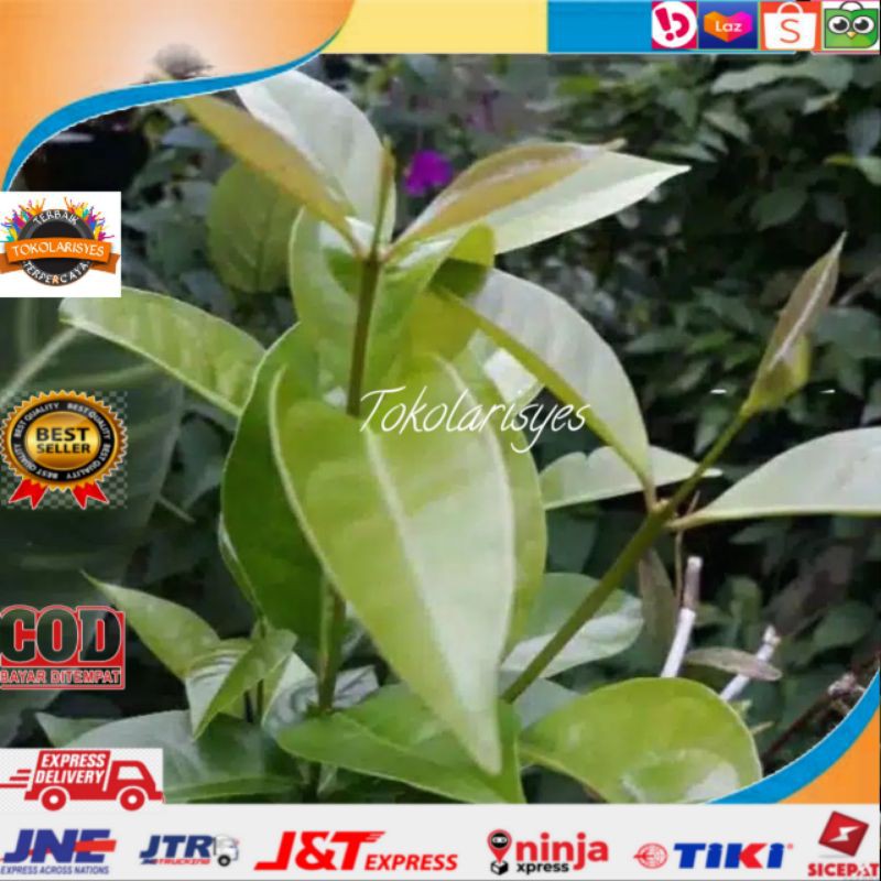 Jual Daun Salam Muda pucuk fresh | Shopee Indonesia