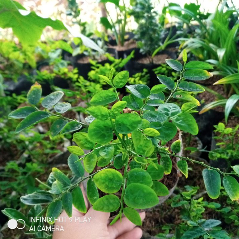 Jual tanaman pohon daun katuk herbal | Shopee Indonesia