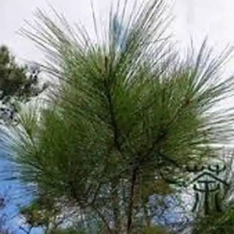 Jual tanaman Cemara pinus | Shopee Indonesia