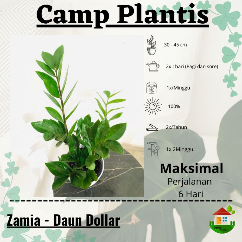 Jual Tanaman hias daun dollar - Zamia | Shopee Indonesia