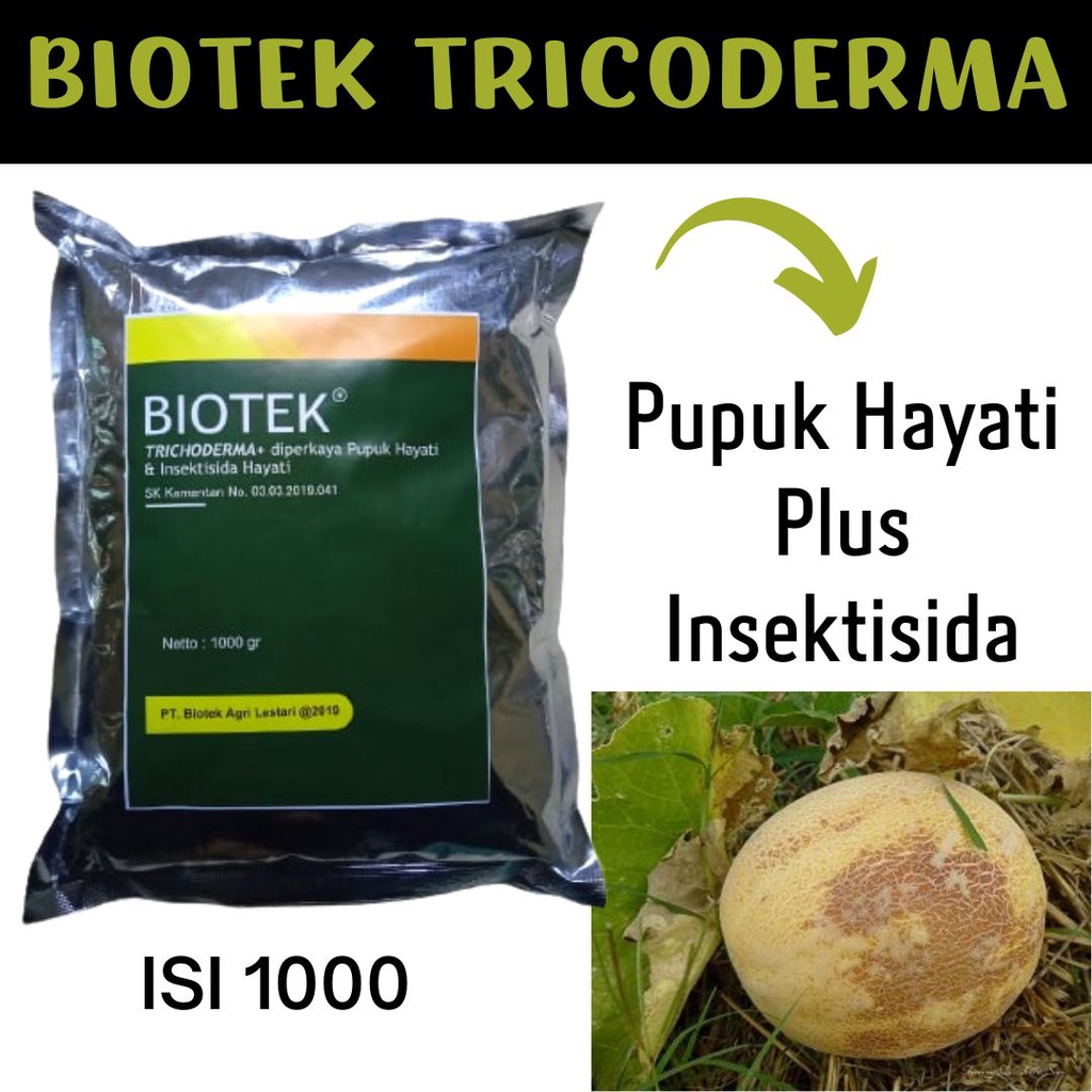 Jual Tricoderma Fungisida Pupuk Hayati, Obat Layu Fusarium Cabe, Pupuk ... Jual Tricoderma Fungisida Pupuk Hayati, Obat Layu Fusarium Cabe, Pupuk ...