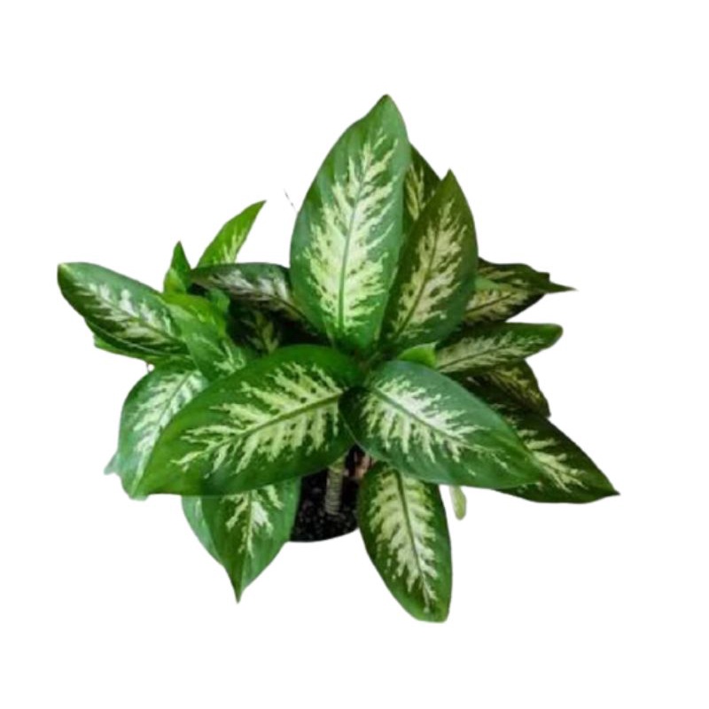 Jual Readyy tanaman hias aglonema beras tumpah 10 Daun | Shopee Indonesia